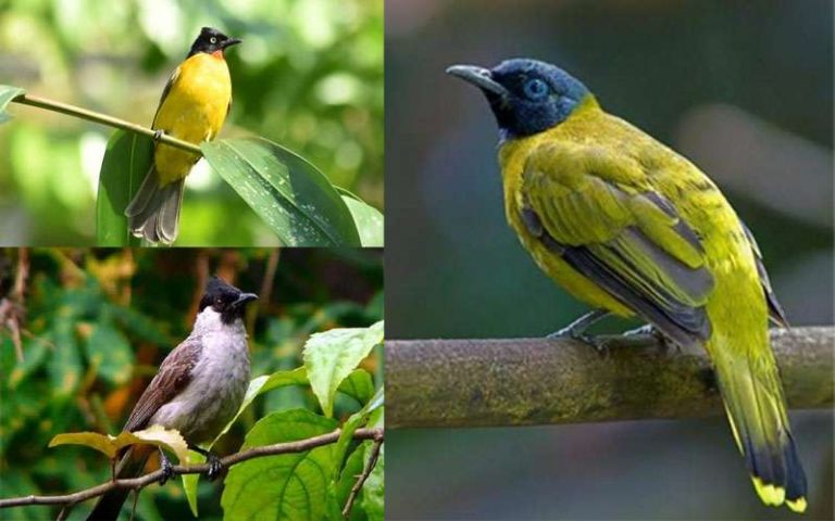 20+ Jenis Burung Kutilang Terbaru 2022 dan Cara Perawatannya Lengkap