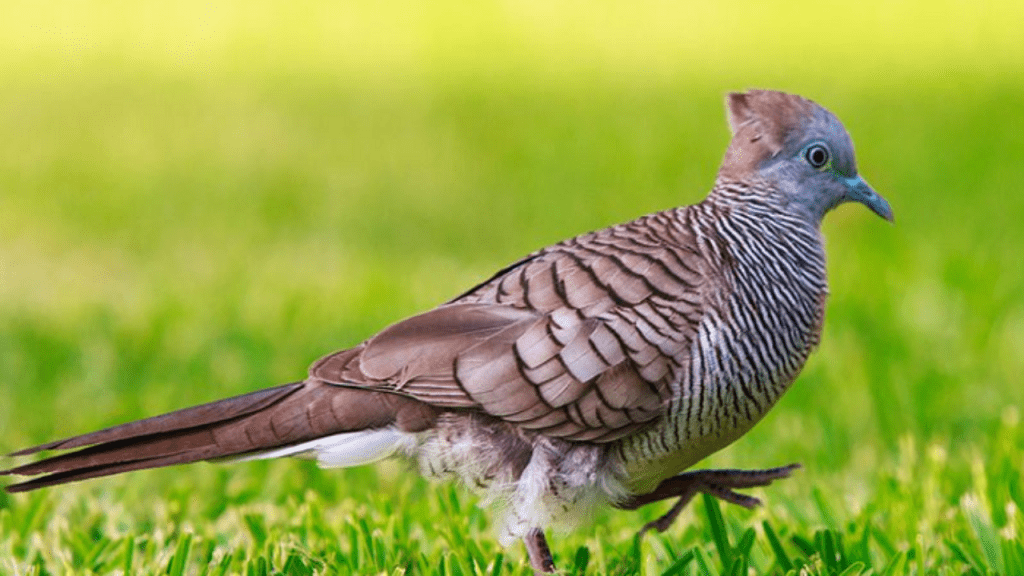 40+ Jenis Burung Perkutut Katuranggan, Ciri dan Mitosnya (Lengkap ...