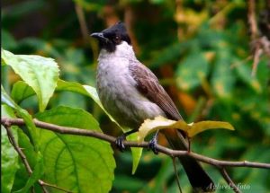 Makanan Burung Kutilang – Zona Ilmu